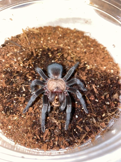 Female Brachypelma Albiceps Tarantula by Eighth Element LLC