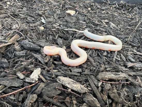 PAIR Of Albino Goini Kings Apalachicola Kingsnake by Eric's Cresteds