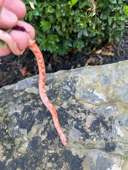 TRIO Of Albino Goini Kings Apalachicola Kingsnake by Eric's Cresteds