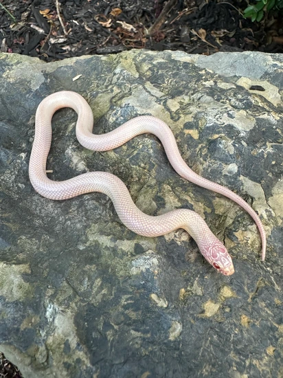 TRIO Of Albino Goini Kingsnakes Apalachicola Kingsnake by Eric's Cresteds