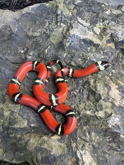 TRIO Of Cosala Sinaloan Milksnakes Sinaloan Milk Snake by Eric's Cresteds