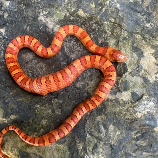 Thayeri Pair Nuevo Leon Kingsnake by Eric's Cresteds