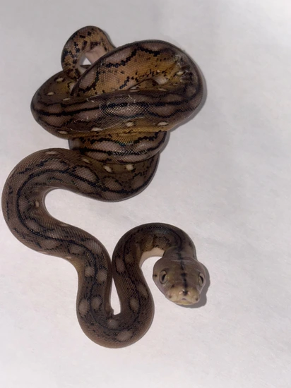 D/SD Motley Tiger 66% Het Purple / 66% Het Anery Reticulated Python by ...