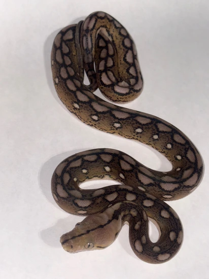 Dwarf/ SuperDwarf Motley Tiger 66% Het Purple / 66% Het Anery ...