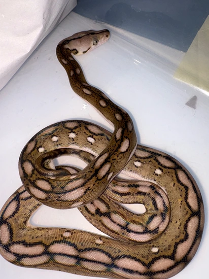 37.5% Kalatoa /18.75 % Jampea Dwarf/ SuperDwarf Motley Tiger 66% Het ...