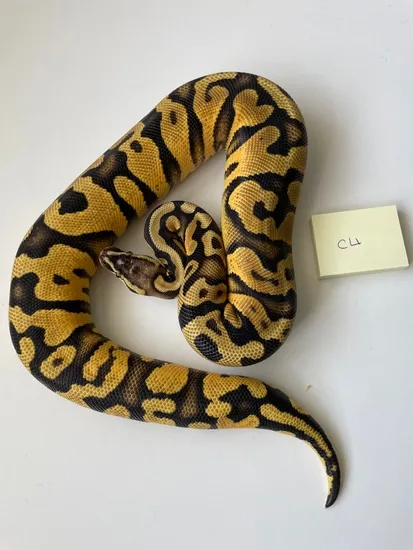 Pastel YB Scaleless Head Ball Python by MorphED royals
