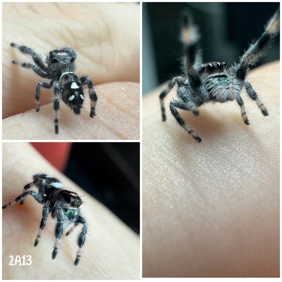 I7 Male Phidippus Regius Jumping Spider by Elegant Eight