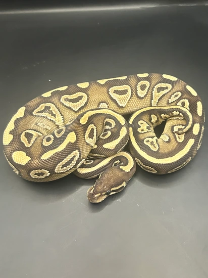 Phantom Poss Het Puzzle Ball Python by Elev8ted.Morphs