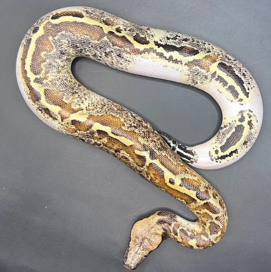 Pied Blood Python by Elev8ted.Morphs