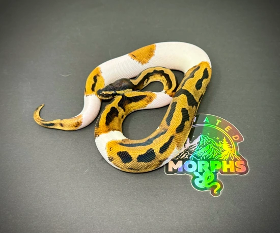 Piebald Ball Python by Elevated Morphs