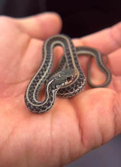 Florida Blue-Striped Garter Snake by Elijah Exotics