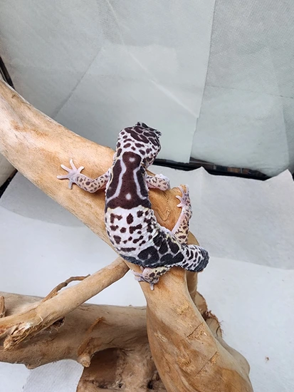West Indian Leopard Gecko by Elite Exotics Buffalo