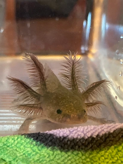 Axanthic Melanoid Axolotl by Perry River Axolotls