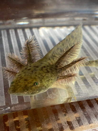 5”+ GFP Wild Type Axolotl by Perry River Axolotls