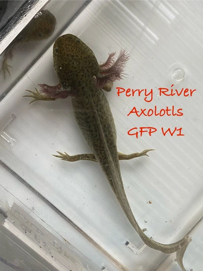 GFP Wild Axolotl by Perry River Axolotls
