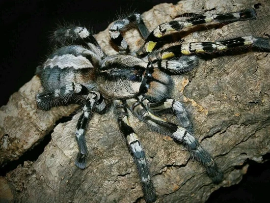 LOT Of 2 X Poecilotheria Regalis (Indian Ornamental) 1" 4th Molt Sling ...