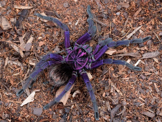 4-4.5" FEMALE Pamphobeteus Machala (Purple Bloom Birdeater) Tarantula ...