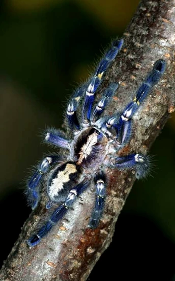 1" Gooty Sapphire Ornamental (Poecilotheria Metallica) Tarantula by ...