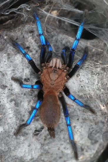 FEMALE 2.25" Birupes Simoroxigorum (Borean Neon-Blue Leg) Tarantula by ...