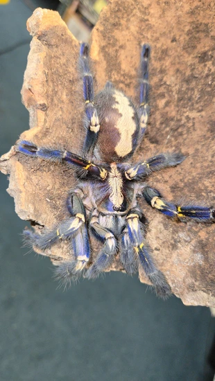 Adult Female Gooty Sapphire Ornamental (Poecilotheria Metallica ...