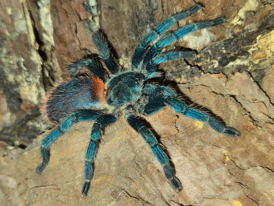FEMALE Dolichothele Diamantinensis (Brazilian Blue Dwarf Beauty ...