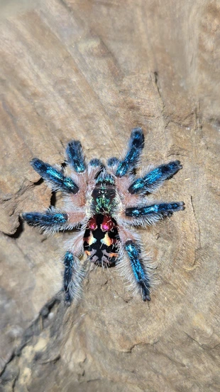 Typhochlaena Seladonia (Brazilian Jewel Trapdoor) 0.25" Tarantula by ...