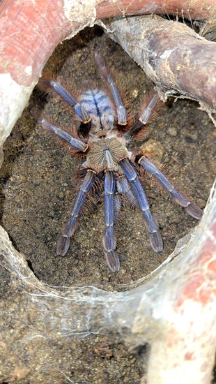 ADULT FEMALE Phormingochilus Sabah Blue Tarantula by Ella's Spiders