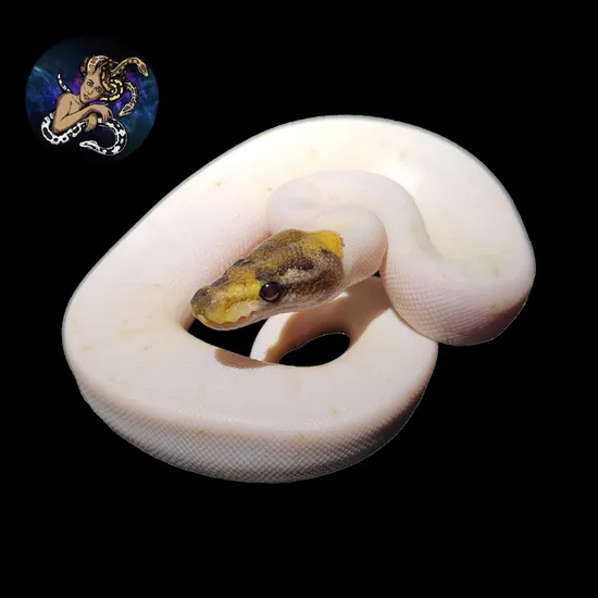 Pinto Pied Het Albino (M) Ball Python by Ms. Understood Exotics