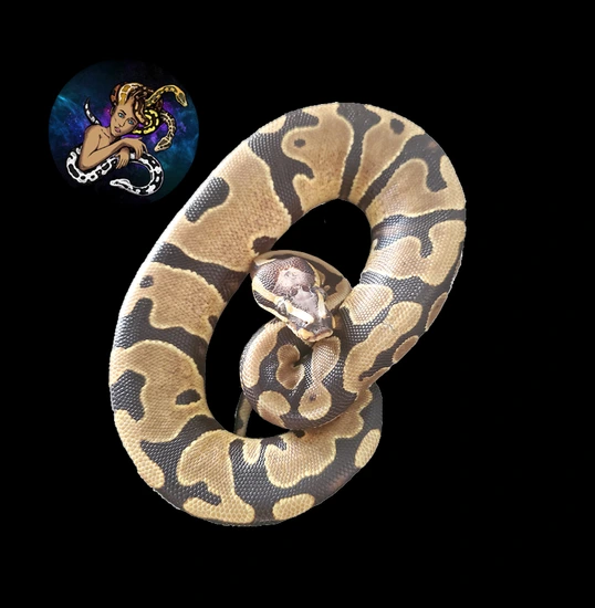 OD YB Scaleless Head DH Albino Pied Ball Python by Ms. Understood Exotics