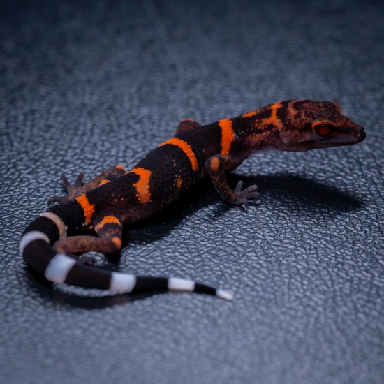 Unsexed Japanese Cave Gecko - G. Orientalis by Cave Kid Geckos