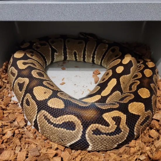 RTB Het Ultramel Ball Python by EmbersBallPythons