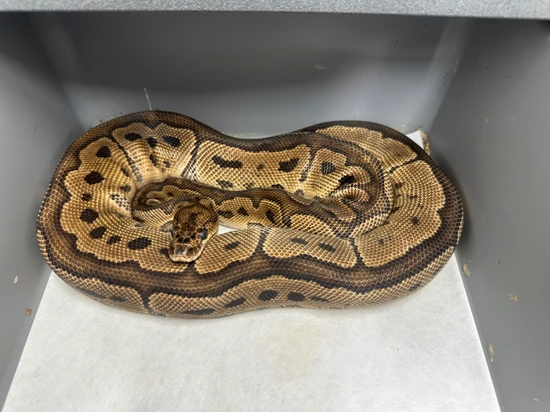 HGW YB Clown Ball Python by Crystal Ball Exotics