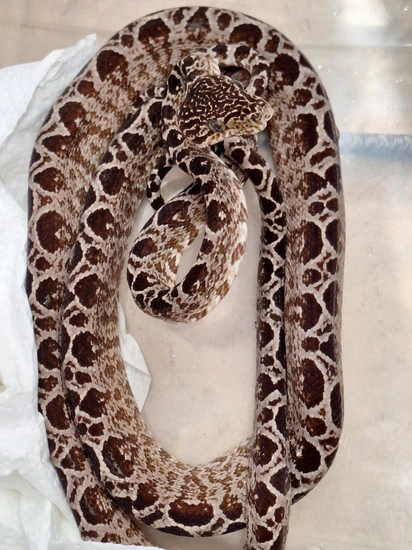 USCBB Black/Silver Halloween Garden Phase Pos Het Leopard Amazon Tree ...