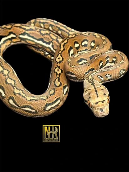 Aztec 50% Kayuadi Poss Het Mocha/white Reticulated Python by Nathan ...