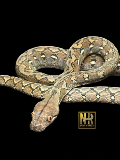 50% Kayuadi Poss Het Mocha/white Reticulated Python by Nathan Hess Retics