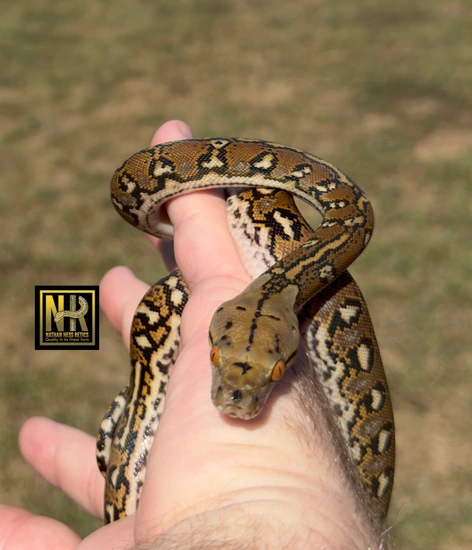Aztec 50% Kayuadi Poss Het Mocha/white Reticulated Python by Nathan ...