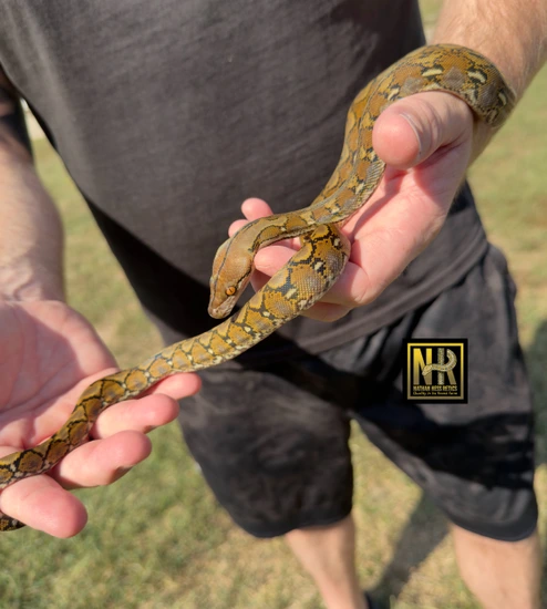 50% Kayuadi Poss Het Mocha/White *n8f Reticulated Python by Nathan Hess ...
