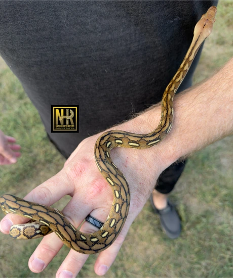 Tiger 50% Kayuadi Poss Het Mocha/White *t7f Reticulated Python by ...