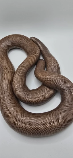 Indian Sand Boa Eryx Johnii by Emily's Exotics