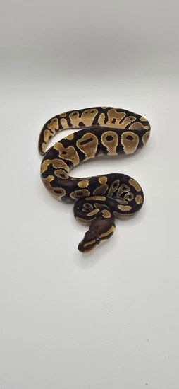 Normal Ball Python by Emily's Exotics