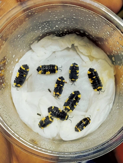 Merulanella Sp. Bicolor Isopod by Terrarium Station