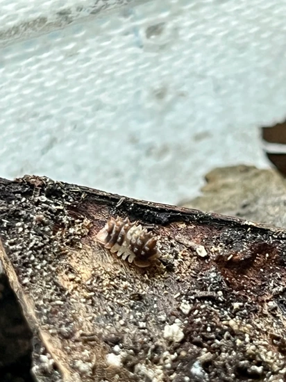 20ct Thai Spiky Isopod by Terrarium Station