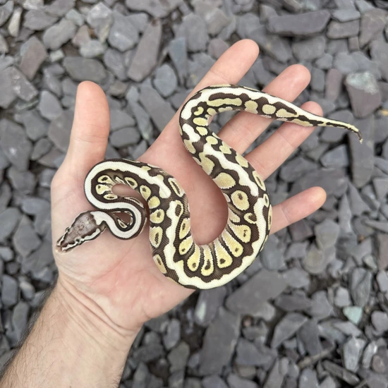 Spotnose Pastel Lesser Het Desert Ghost Het Hypo Ball Python by Emperor ...