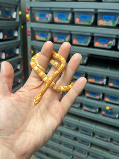 Creamsicle (Rootbeer) 66% Het Palmetto Corn Snake by Endeavor Reptiles Inc.