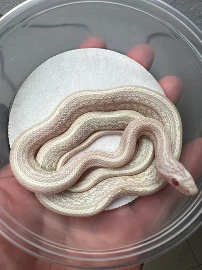 Snow Tessera Halo, 66% Scaleless, Caramel Corn Snake by Endeavor ...