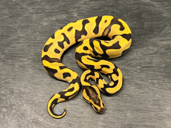 Leopard Enchi (Spark) DG Het Hypo Ball Python by Enigmatic Reptiles LLC