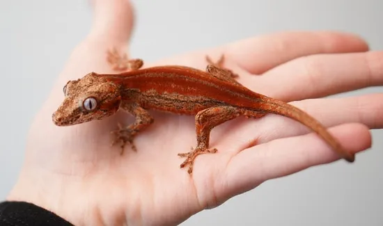 Red Stripe Garg Gargoyle Gecko by Ensō Reptiles
