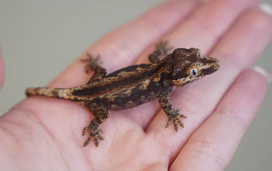 Garg Gargoyle Gecko by Ensō Reptiles