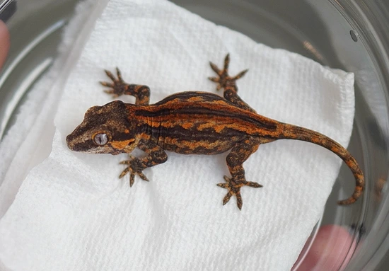 Red And Orange Garg Gargoyle Gecko by Ensō Reptiles