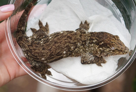 Dark GT Leachianus Gecko by Ensō Reptiles